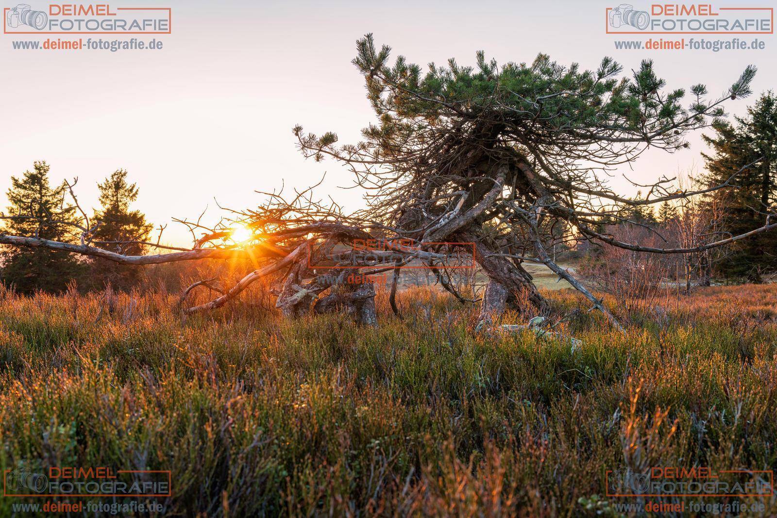 Kahler Asten - Frühling 1 | Deimel Fotografie